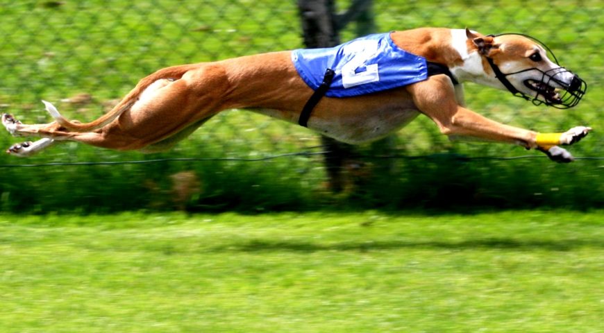 course de lévriers dublin activites vimigo - Vimigo